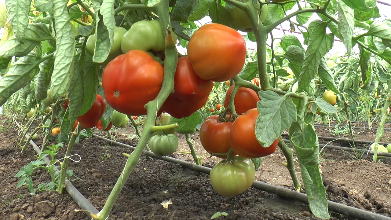 7 000 DE OLTENI AU PLANTAT ROŞII | PTV Oltenia